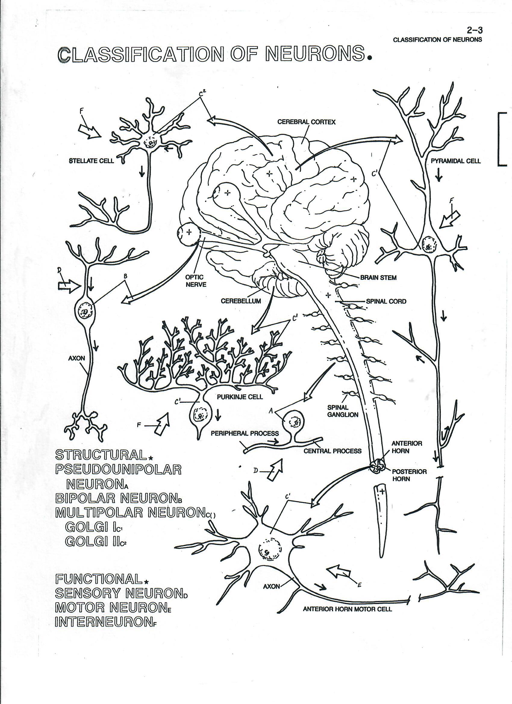 Resources for Educators – Neurosci Community Outreach Group