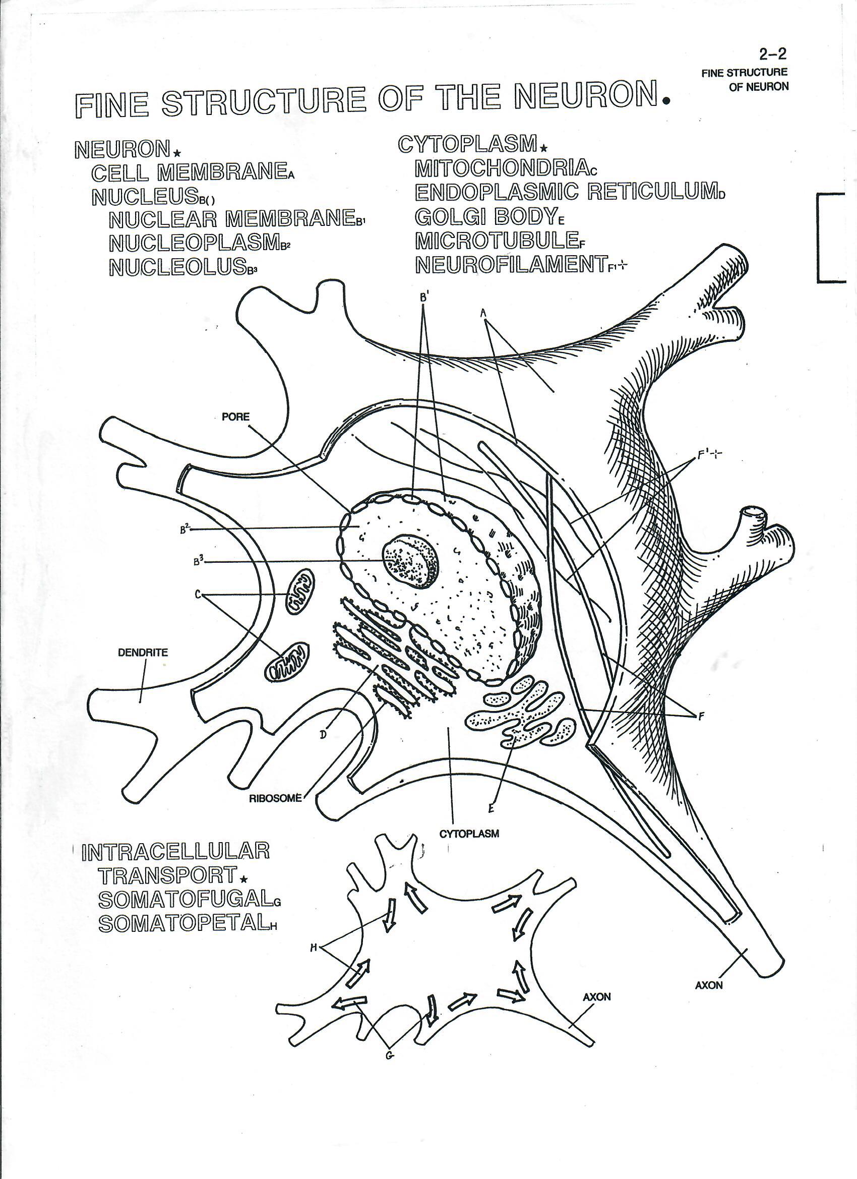 Resources for Educators – Neurosci Community Outreach Group